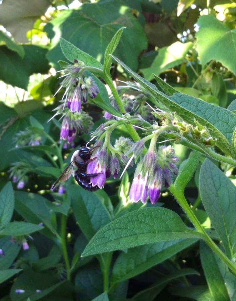 Bocking 14 Comfrey root cuttings for sale! (resources forum at permies)