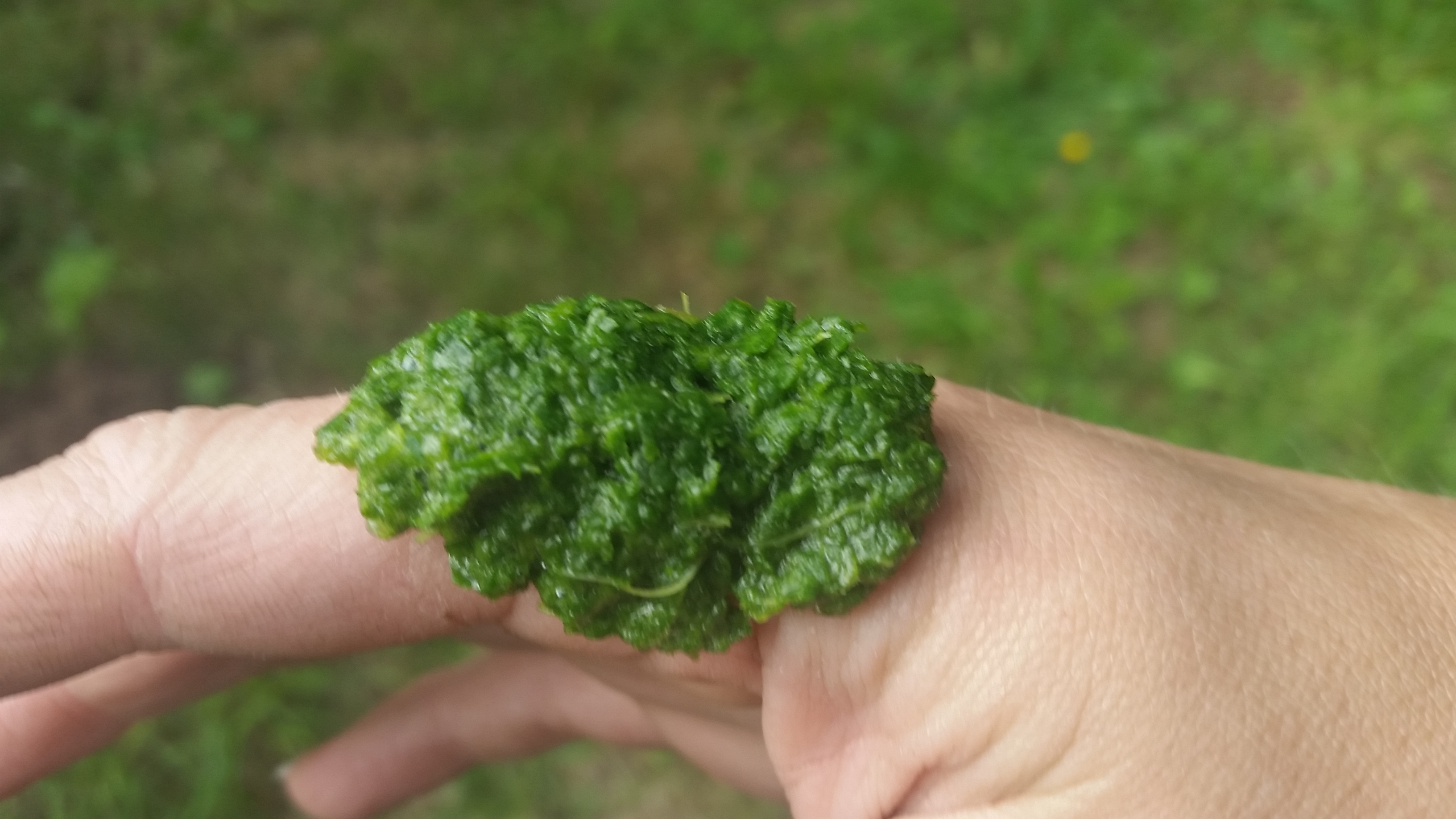 Make a Plantain Leaf Poultice - PEP BB Medicine.Sand.PlantainPoultice ...