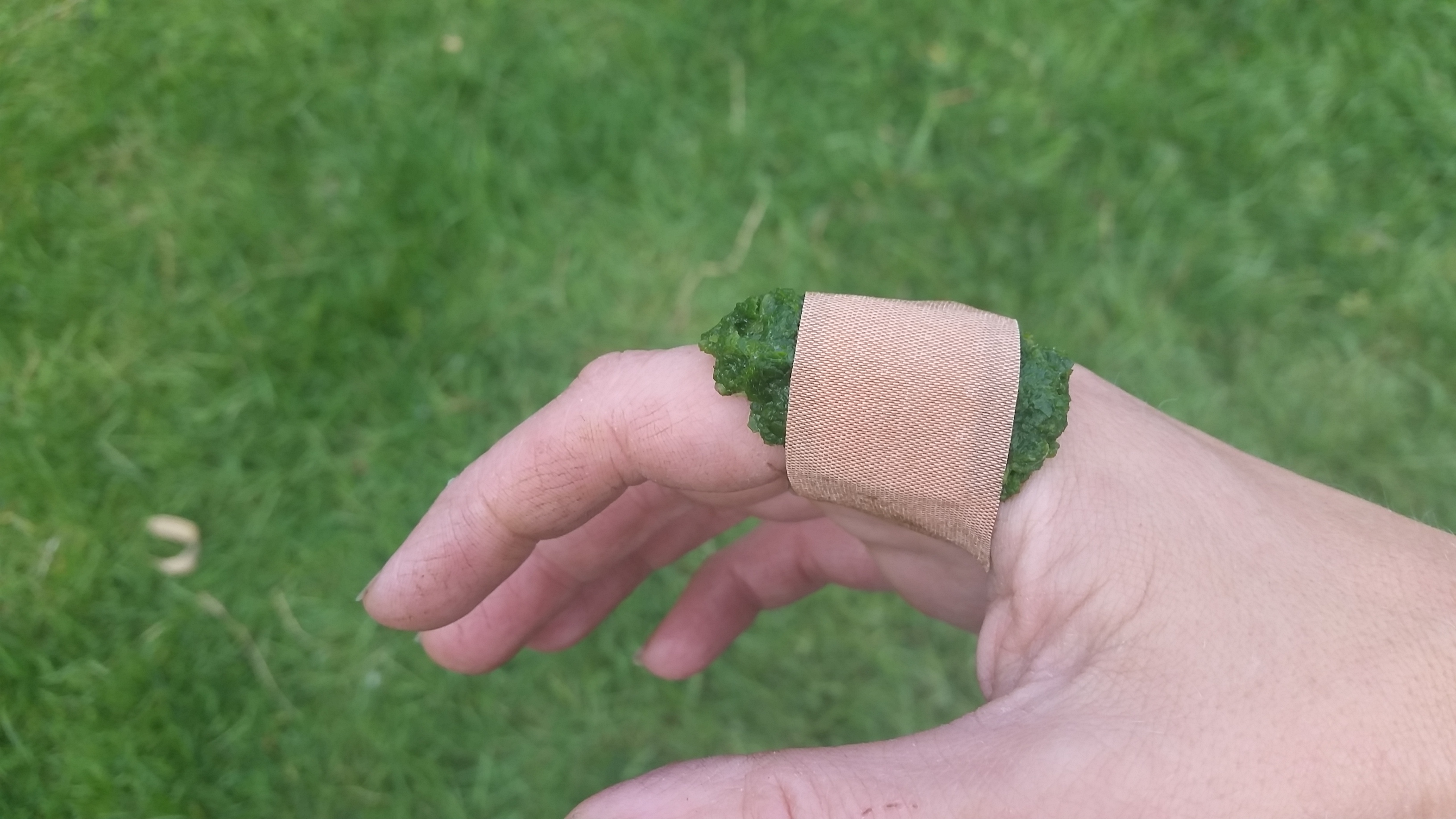 Make a Plantain Leaf Poultice - PEP BB Medicine.Sand.PlantainPoultice ...