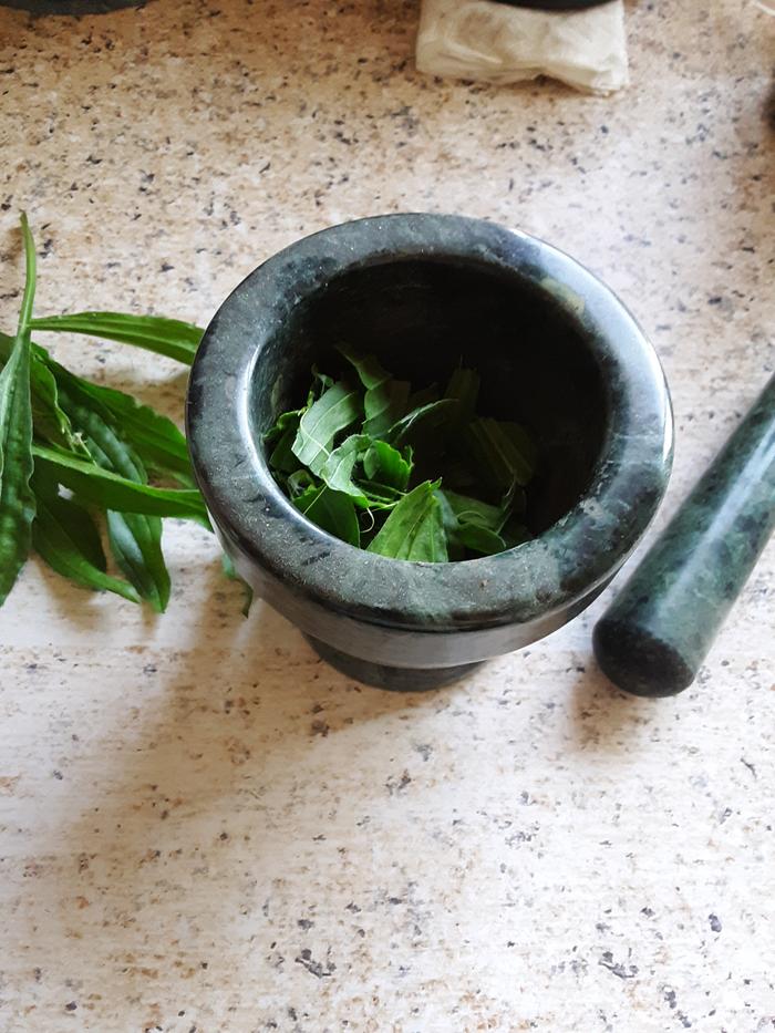 Make a Plantain Leaf Poultice - PEP BB Medicine.Sand.PlantainPoultice ...