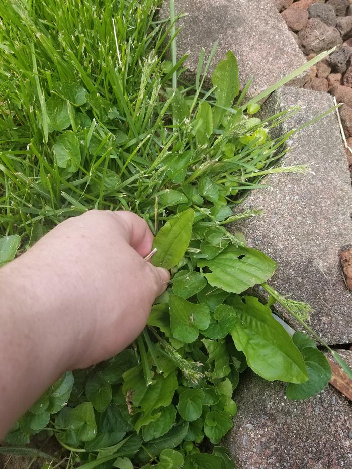 Make a Plantain Leaf Poultice - PEP BB Medicine.Sand.PlantainPoultice ...