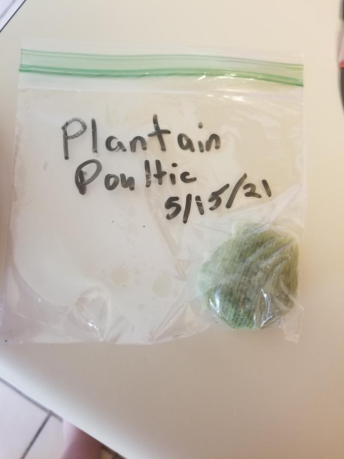 Make a Plantain Leaf Poultice - PEP BB Medicine.Sand.PlantainPoultice ...