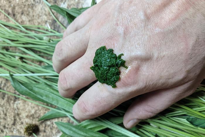 Make a Plantain Leaf Poultice - PEP BB Medicine.Sand.PlantainPoultice ...