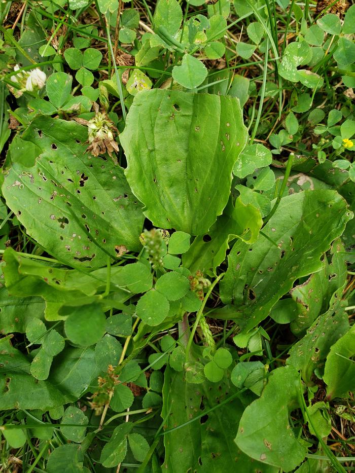 Make a Plantain Leaf Poultice - PEP BB Medicine.Sand.PlantainPoultice ...