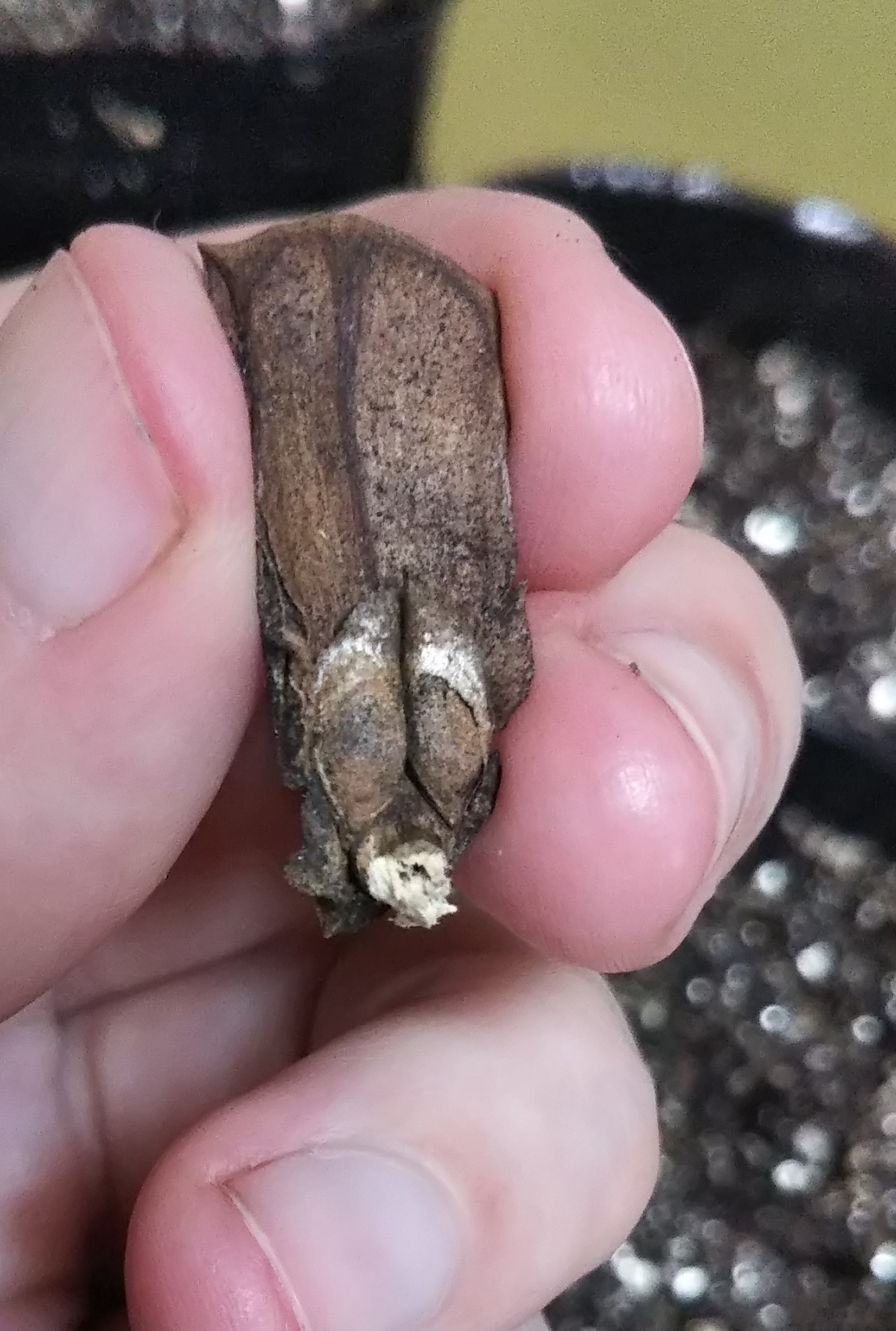 Finding faces in stuff (meaningless drivel forum at permies)