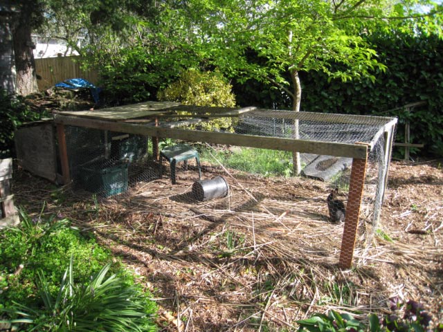 Pastured Rabbits: experiences, ideas? (rabbits forum at permies)