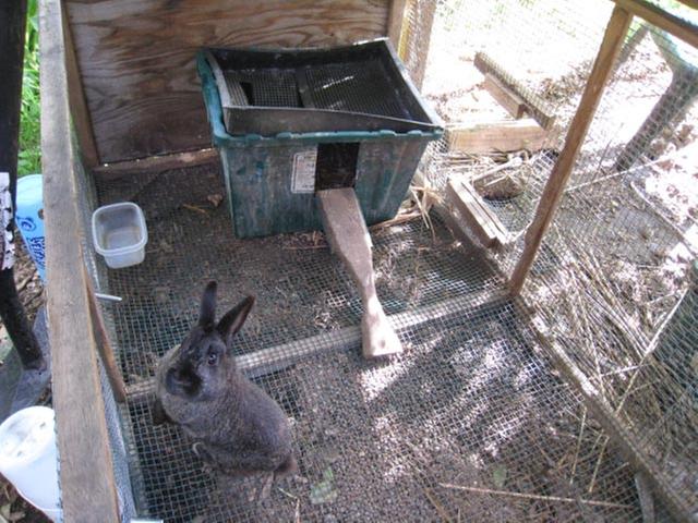 Pastured Rabbits: experiences, ideas? (rabbits forum at permies)