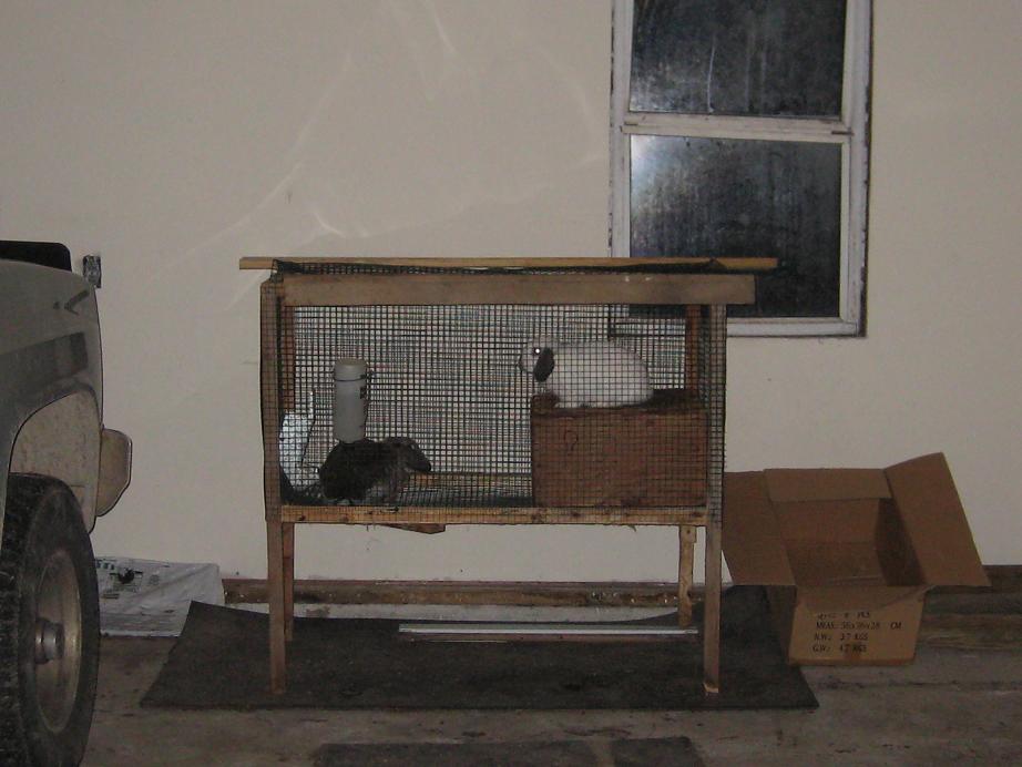 Pastured Rabbits: experiences, ideas? (rabbits forum at permies)