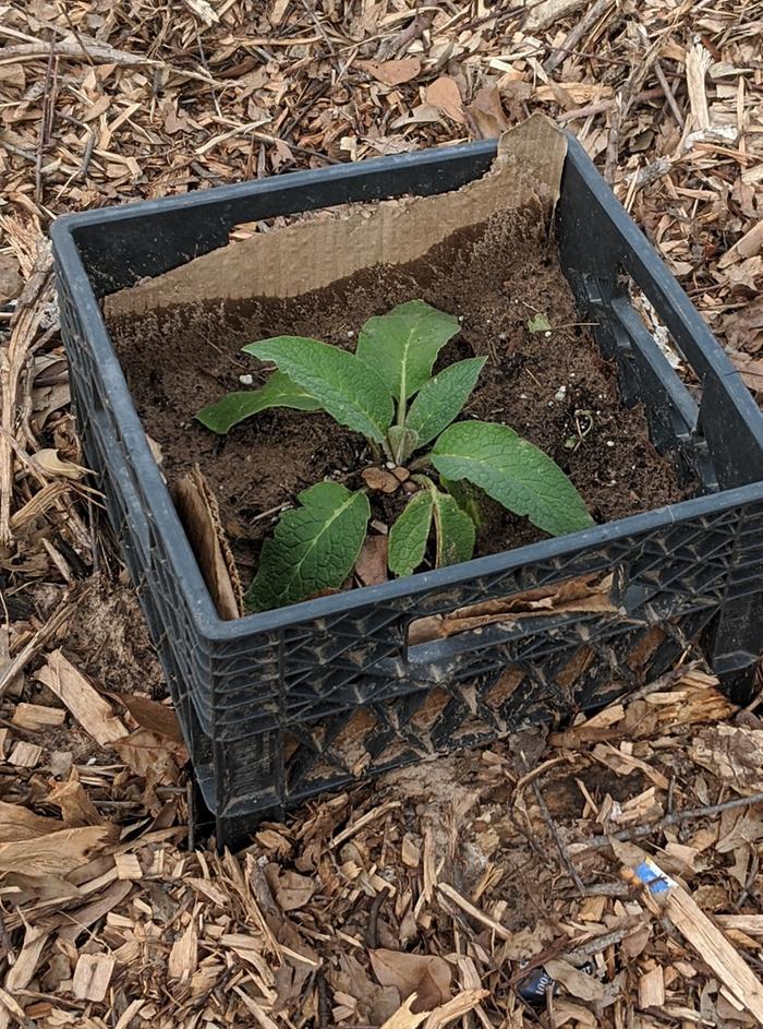 My plan to expand my comfrey patch by dividing and planting root pieces ...