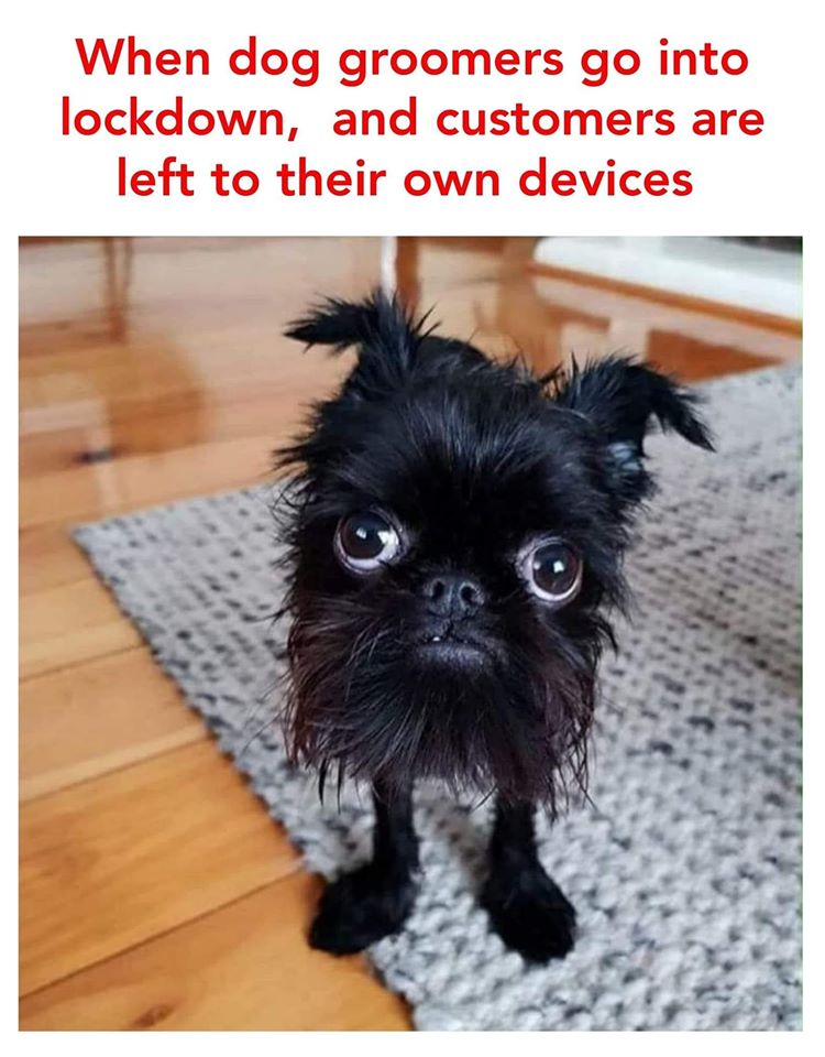 Coronavirus Memes -- No, it's not too soon (ulcer factory forum at permies)