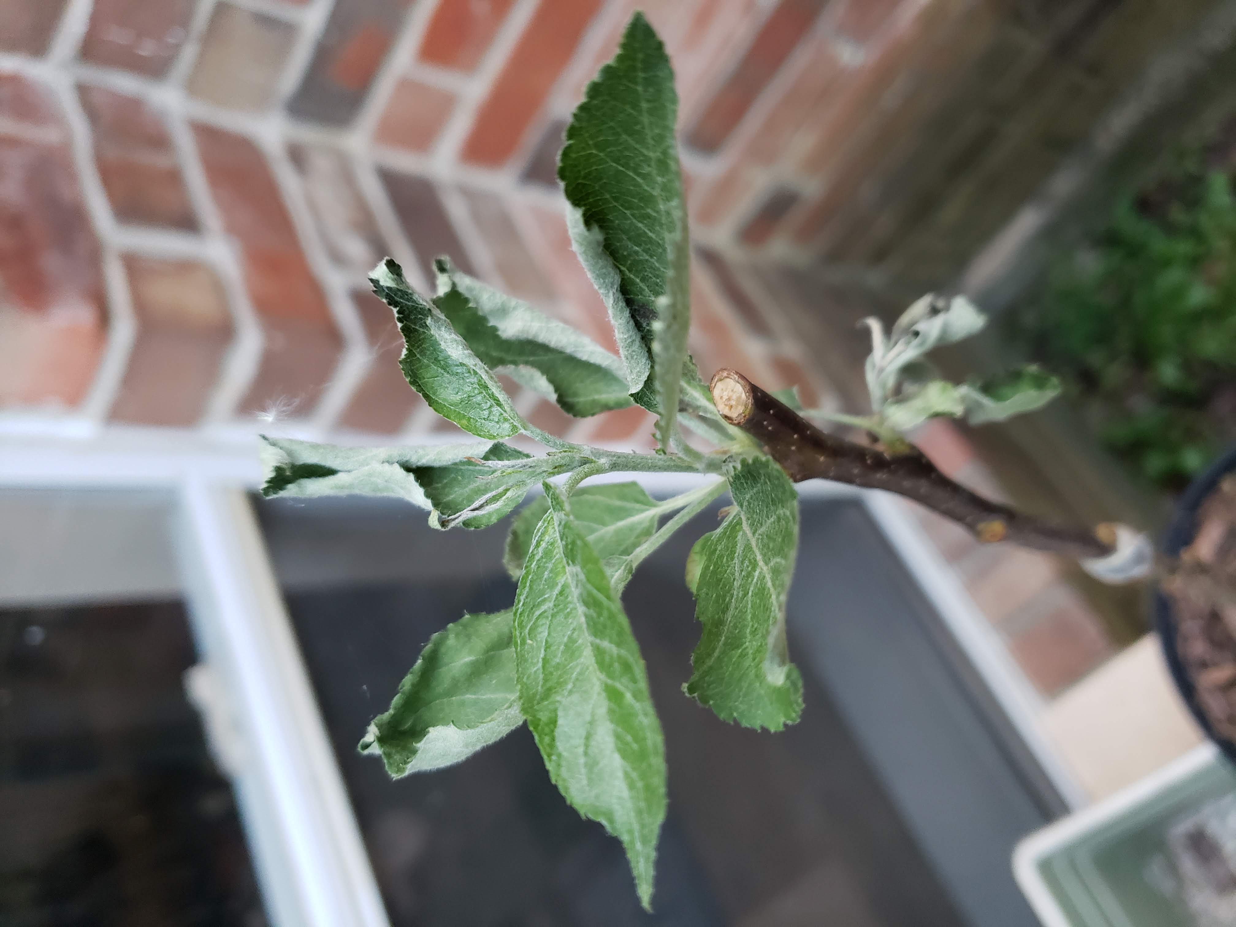 Sick Apple Tree (apples forum at permies)