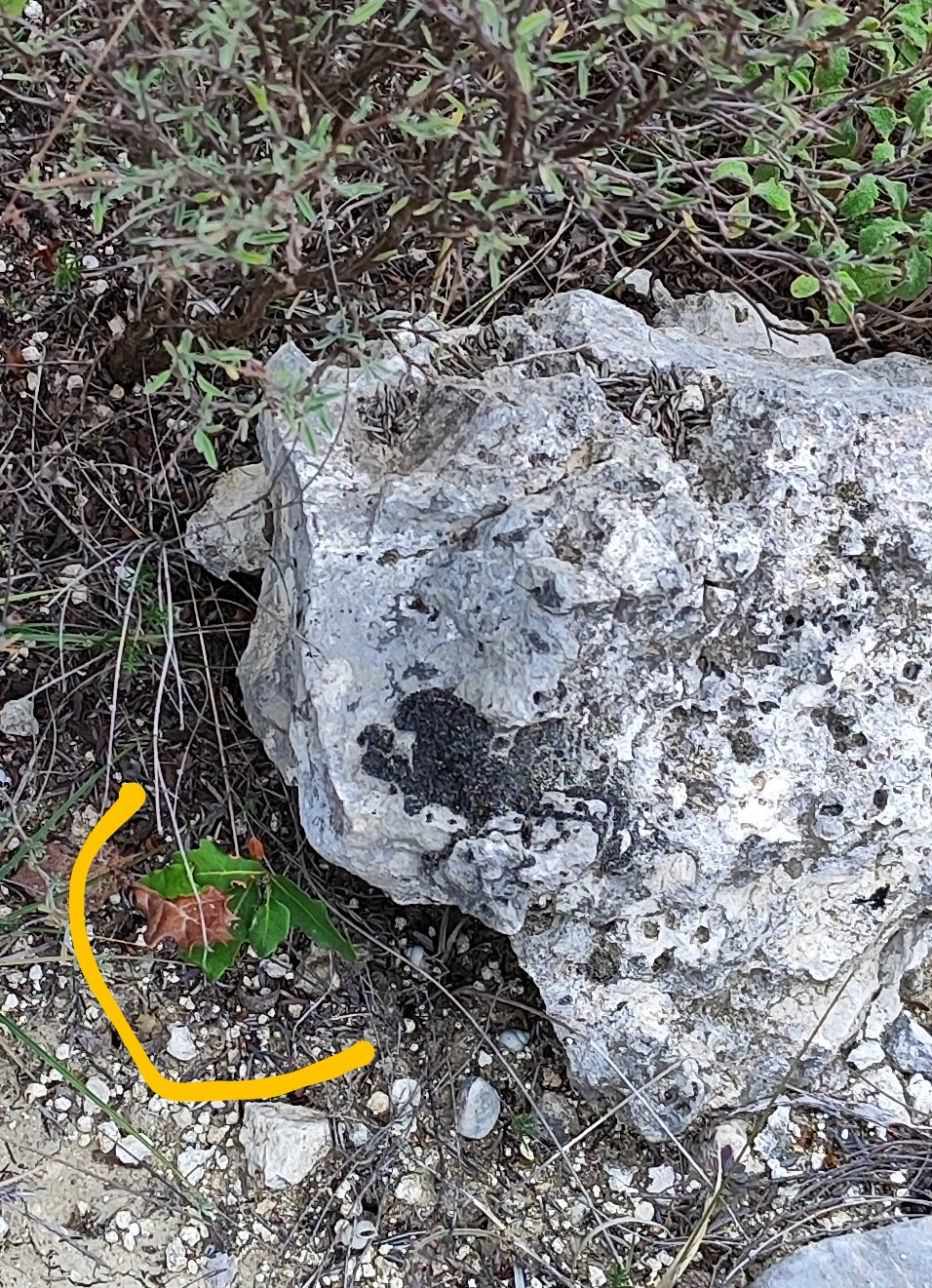 Reforestation - Growing trees in arid, barren lands - by Seeds and Clay ...