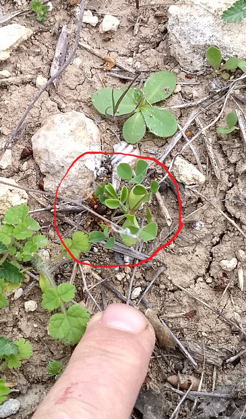 Reforestation - Growing trees in arid, barren lands - by Seeds and Clay ...