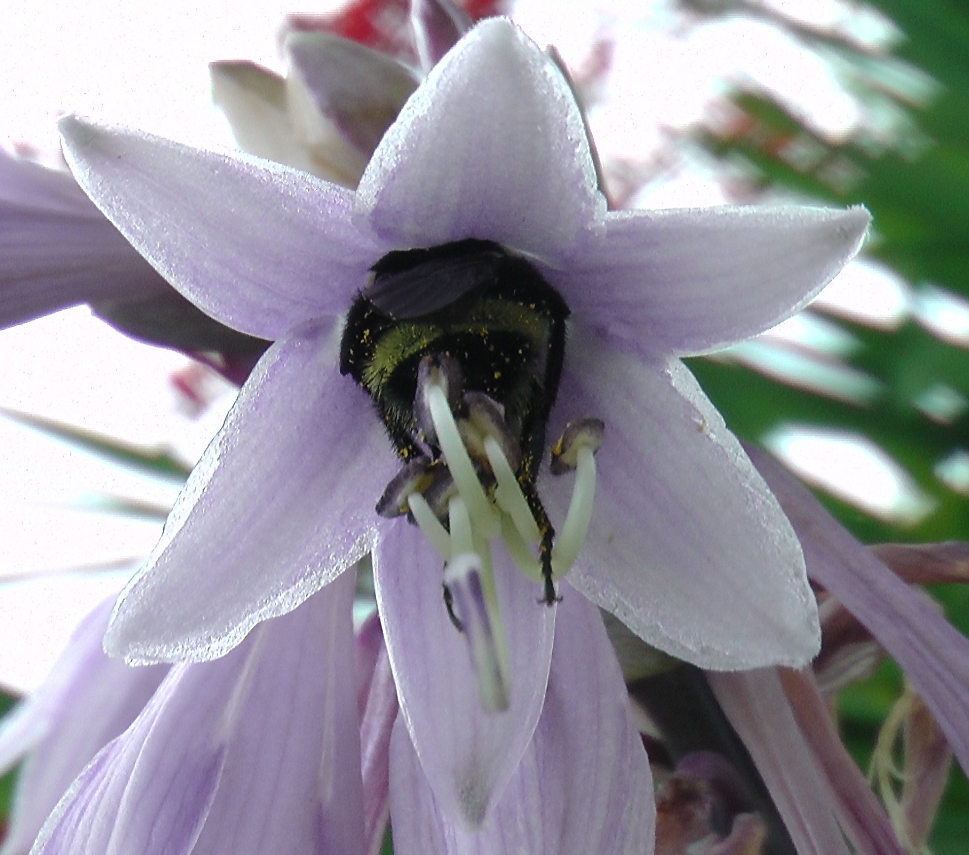 Pollinator photos --- Add yours, name and describe them. Let's make it ...
