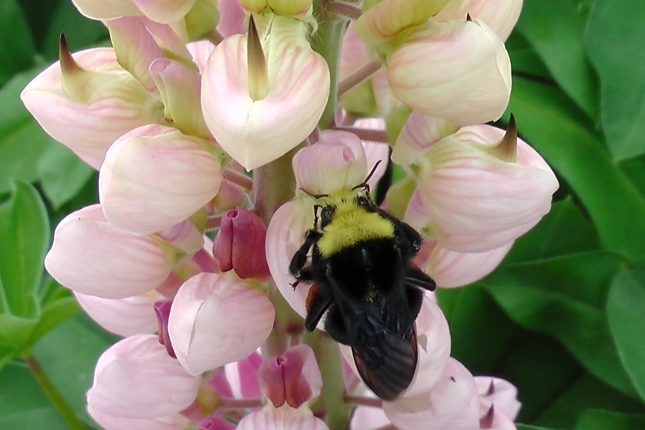 Pollinator photos --- Add yours, name and describe them. Let's make it ...