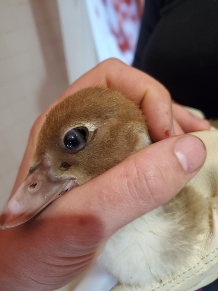 Muscovy Duck Eye Leeches (ducks and geese forum at permies)