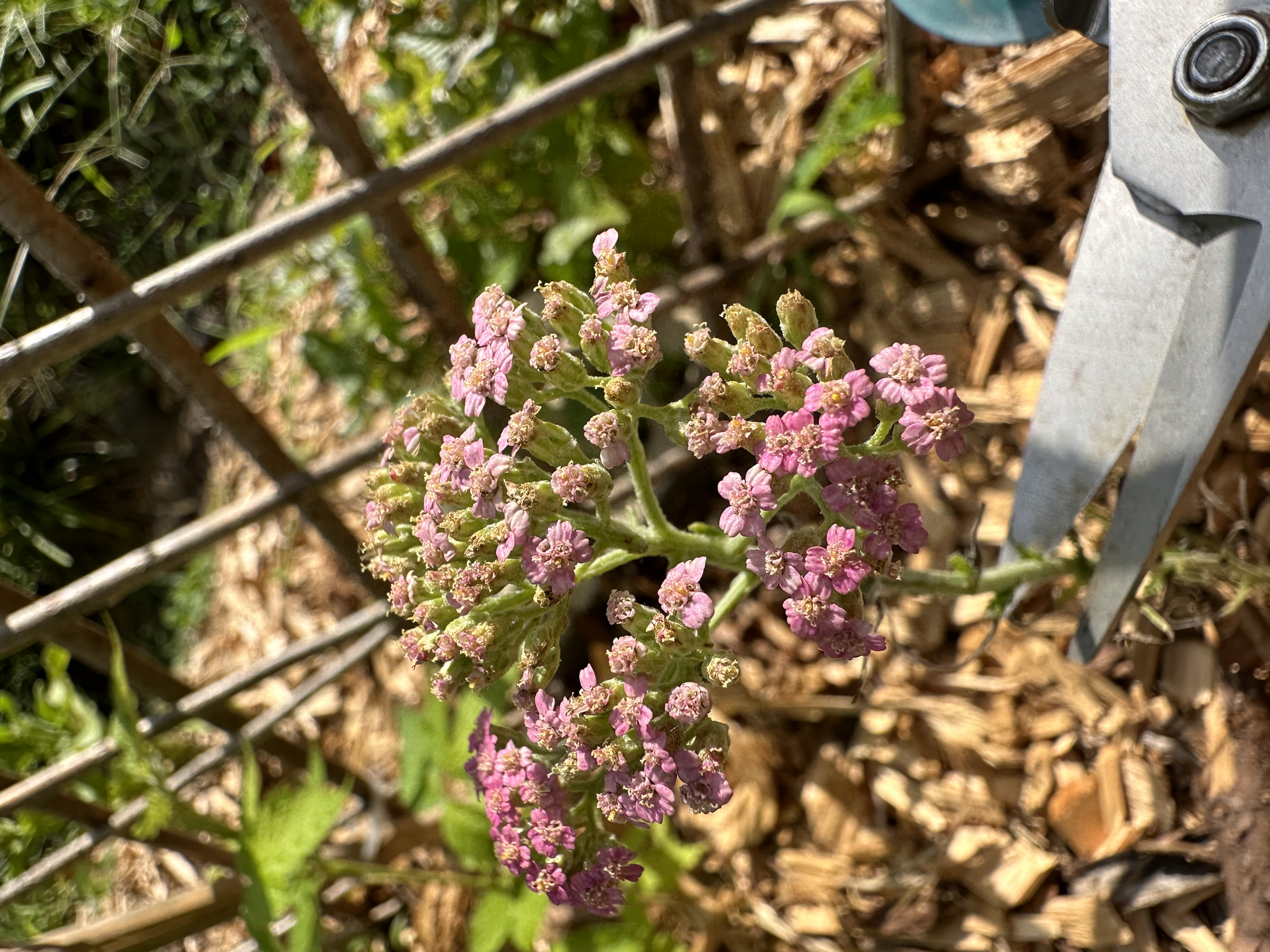 Make a Yarrow Leaf or Blossom Poultice - PEP BB medicine.sand.poultice ...