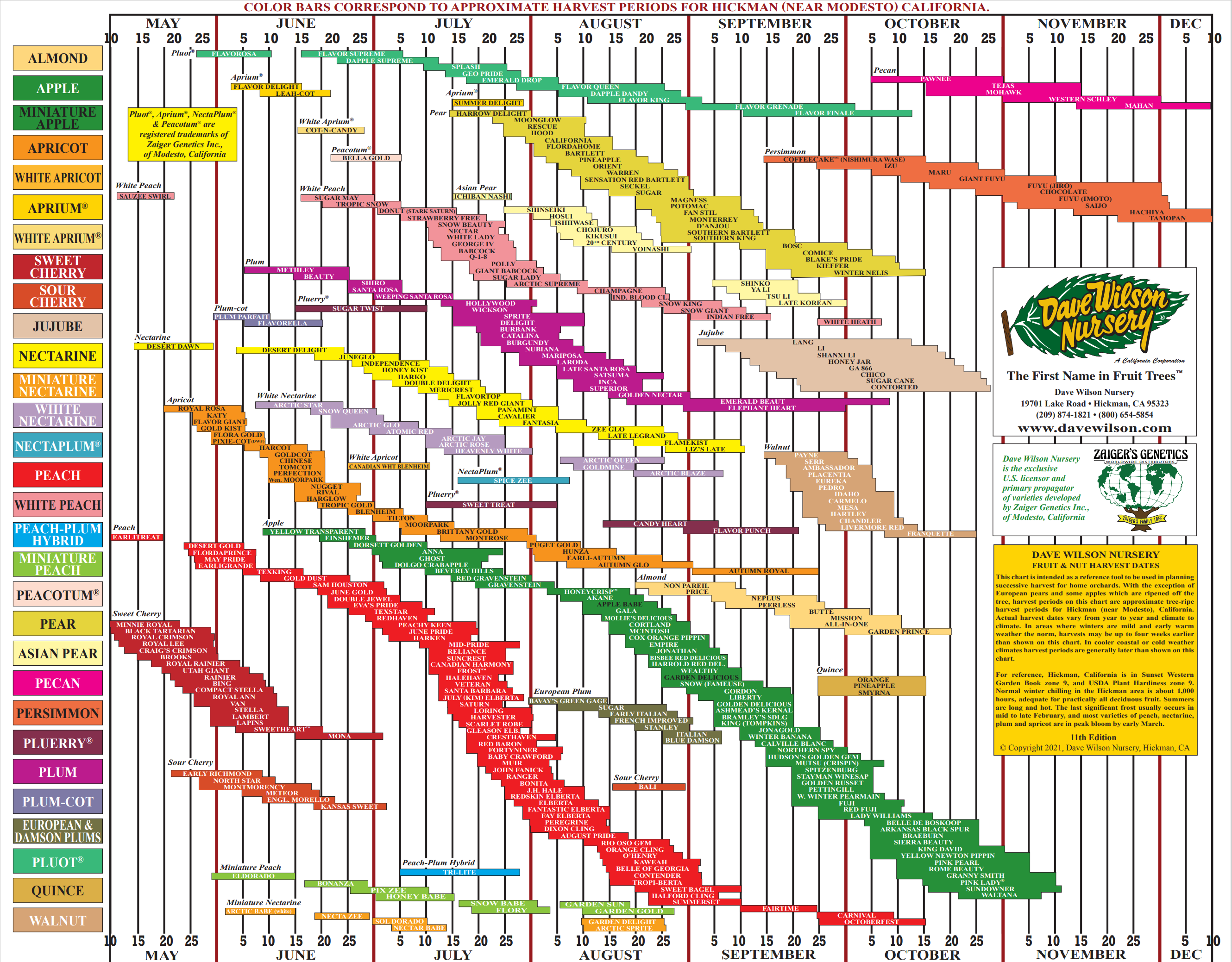Food forest alley cropping according to harvest times (forest garden ...