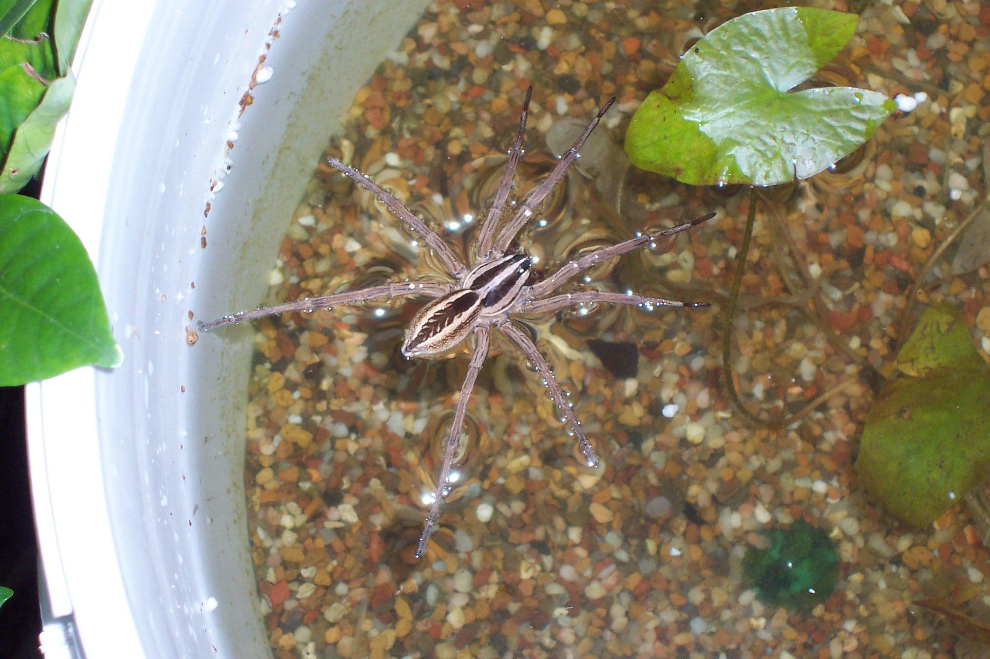 spider nest (homestead forum at permies)