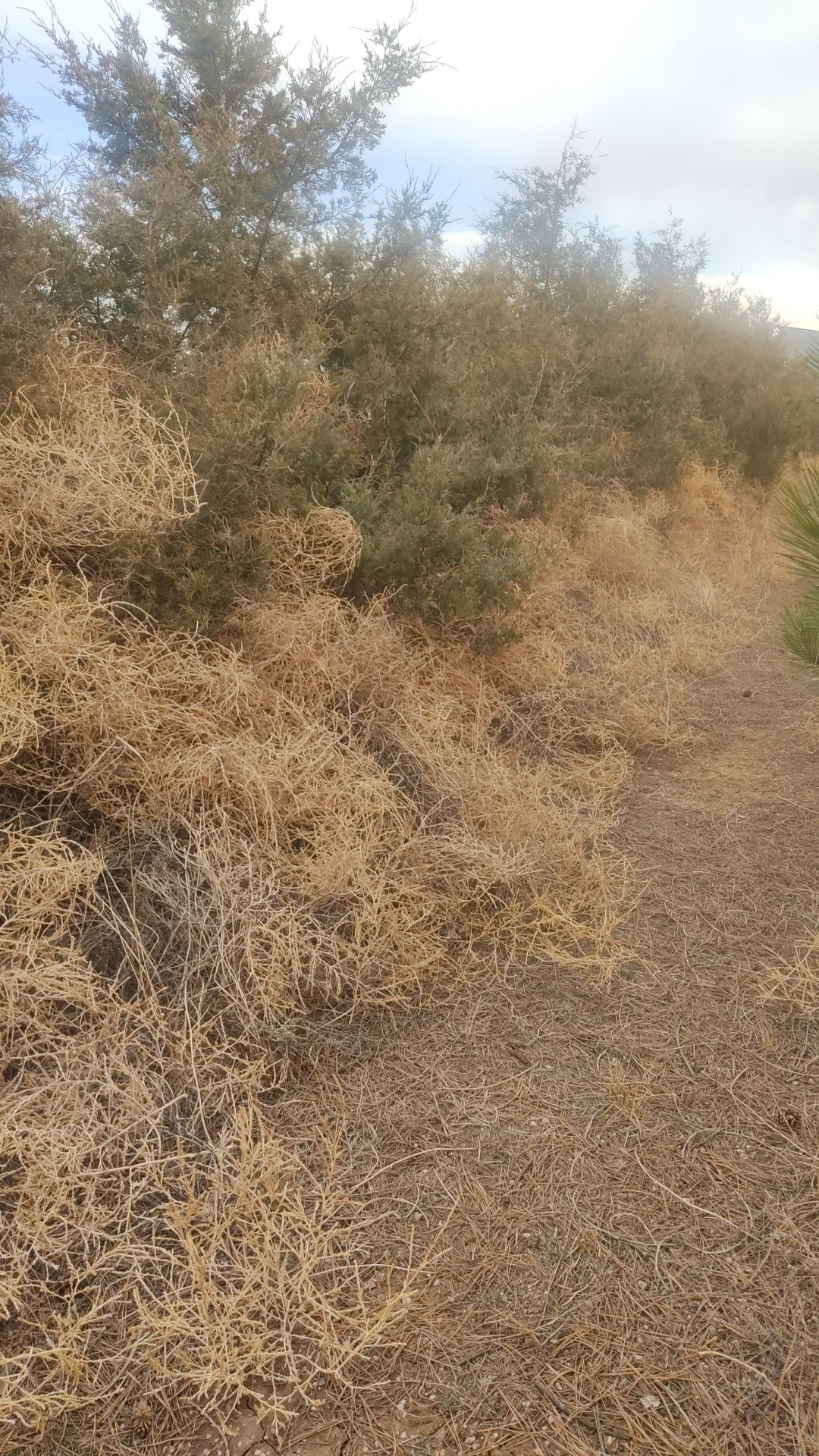 Tumbleweed covered tree line (woodland forum at permies)