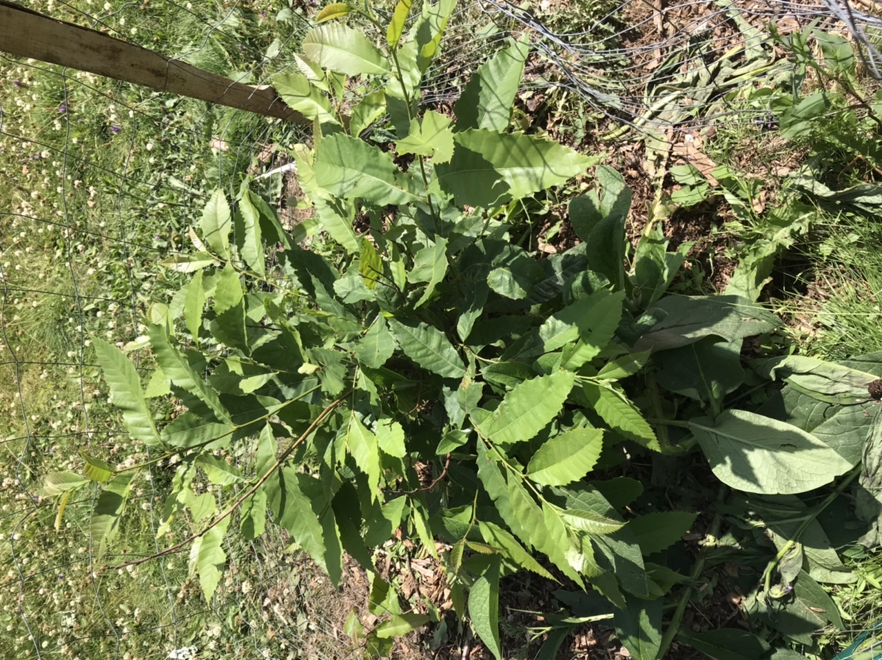 Pruning chestnuts (nuts forum at permies)