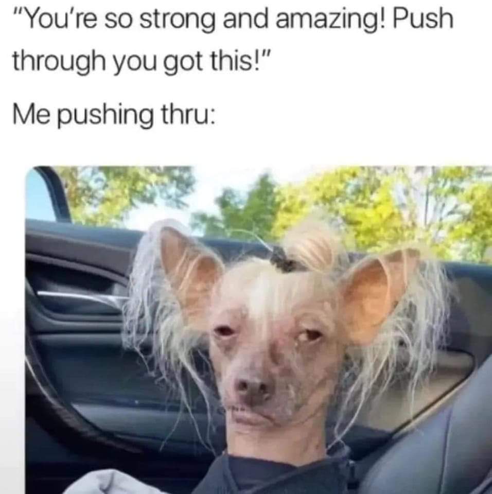 Derpy Dogs memes & cartoons (meaningless drivel forum at permies)