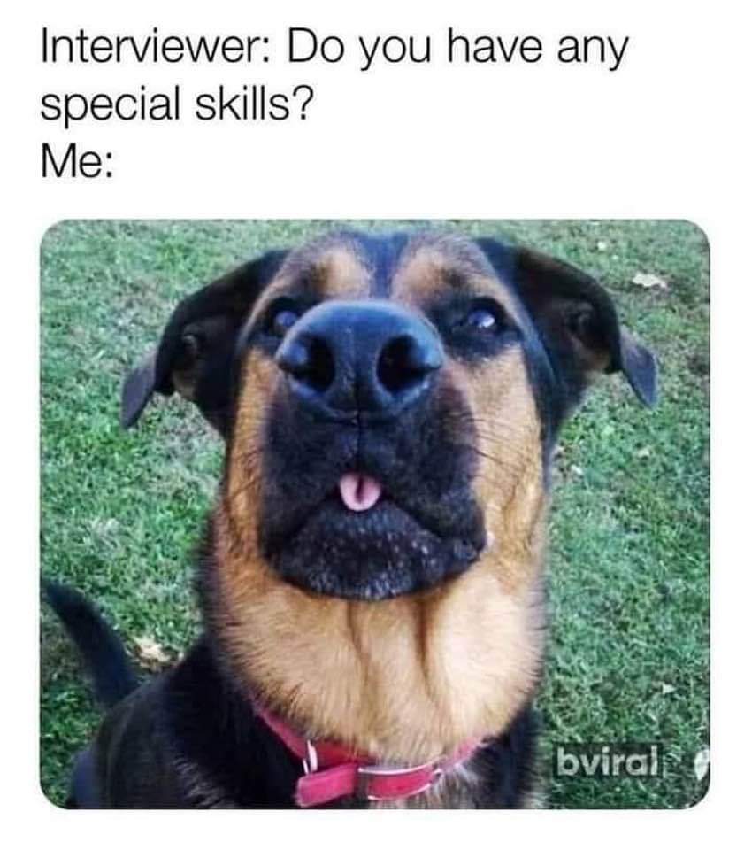 Derpy Dogs memes & cartoons (meaningless drivel forum at permies)