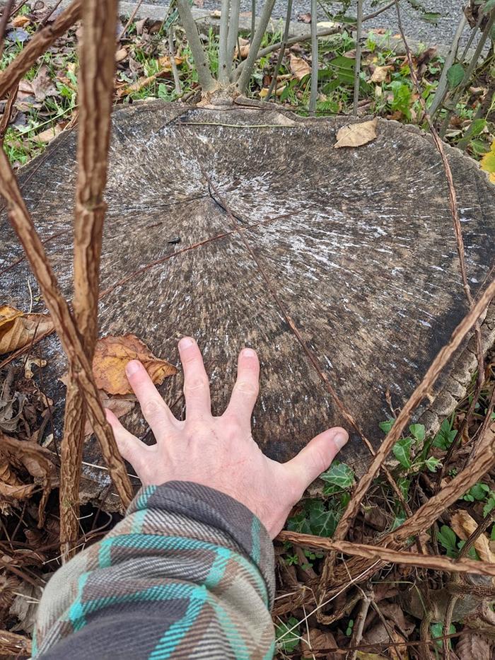 Coppicing/Pollarding - How Old is Too Old? (woodland forum at permies)