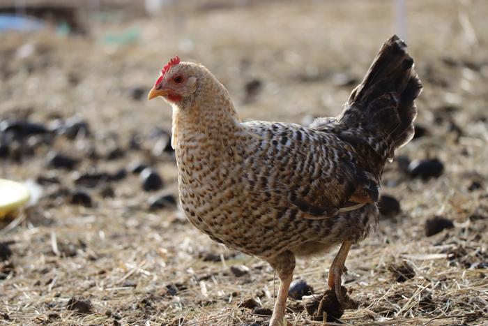 Quiet Chicken Breeds (chickens forum at permies)