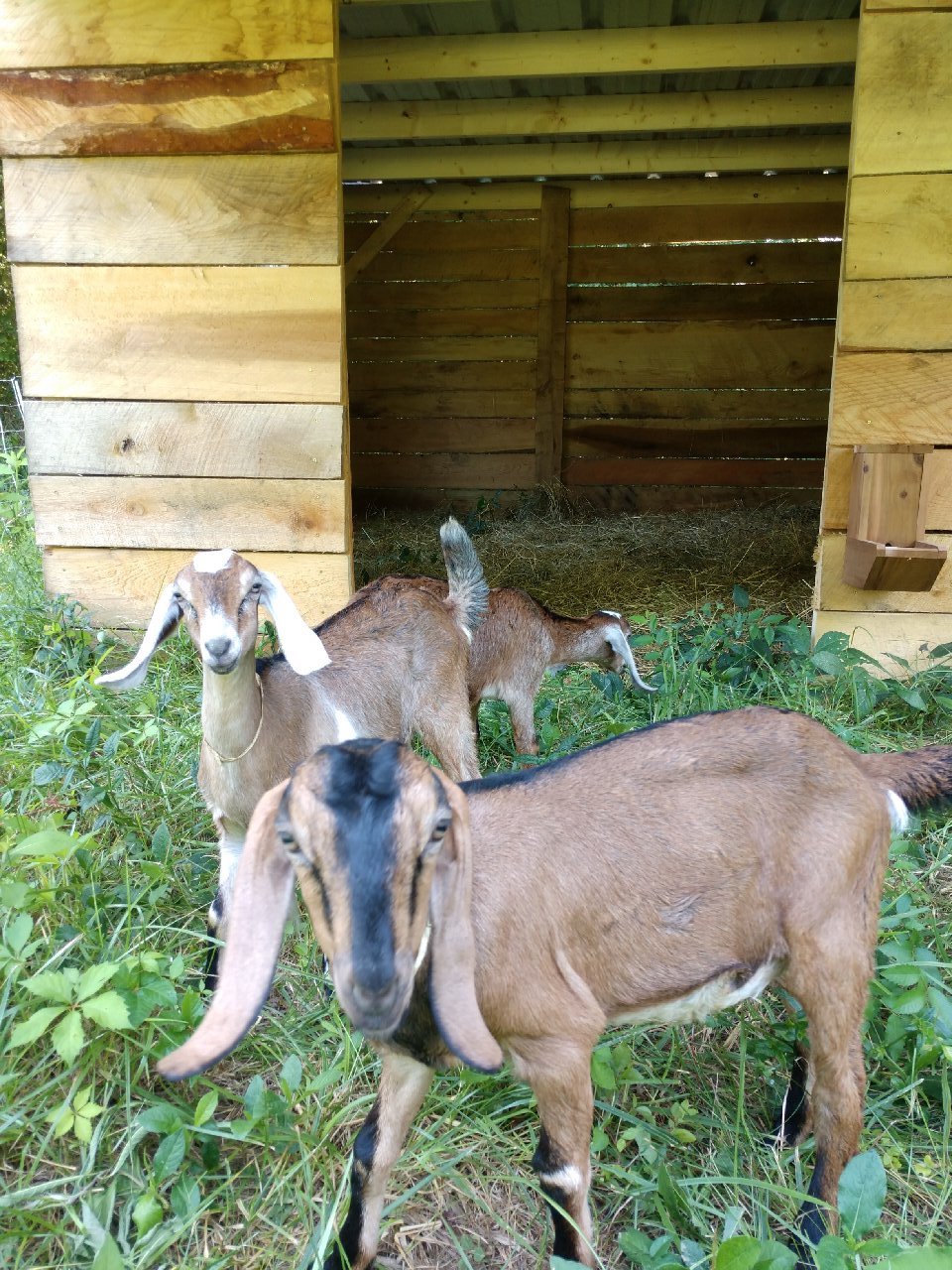 Questions for those with goat experience (goats forum at permies)
