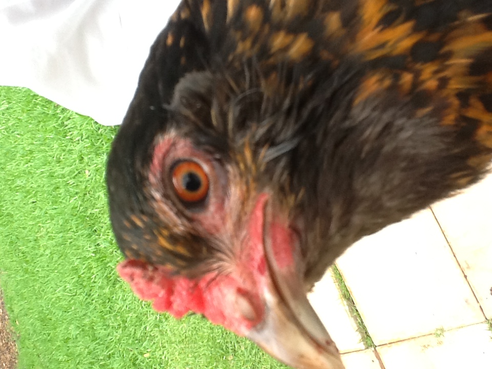 Red, foaming eye on chicken (chickens forum at permies)
