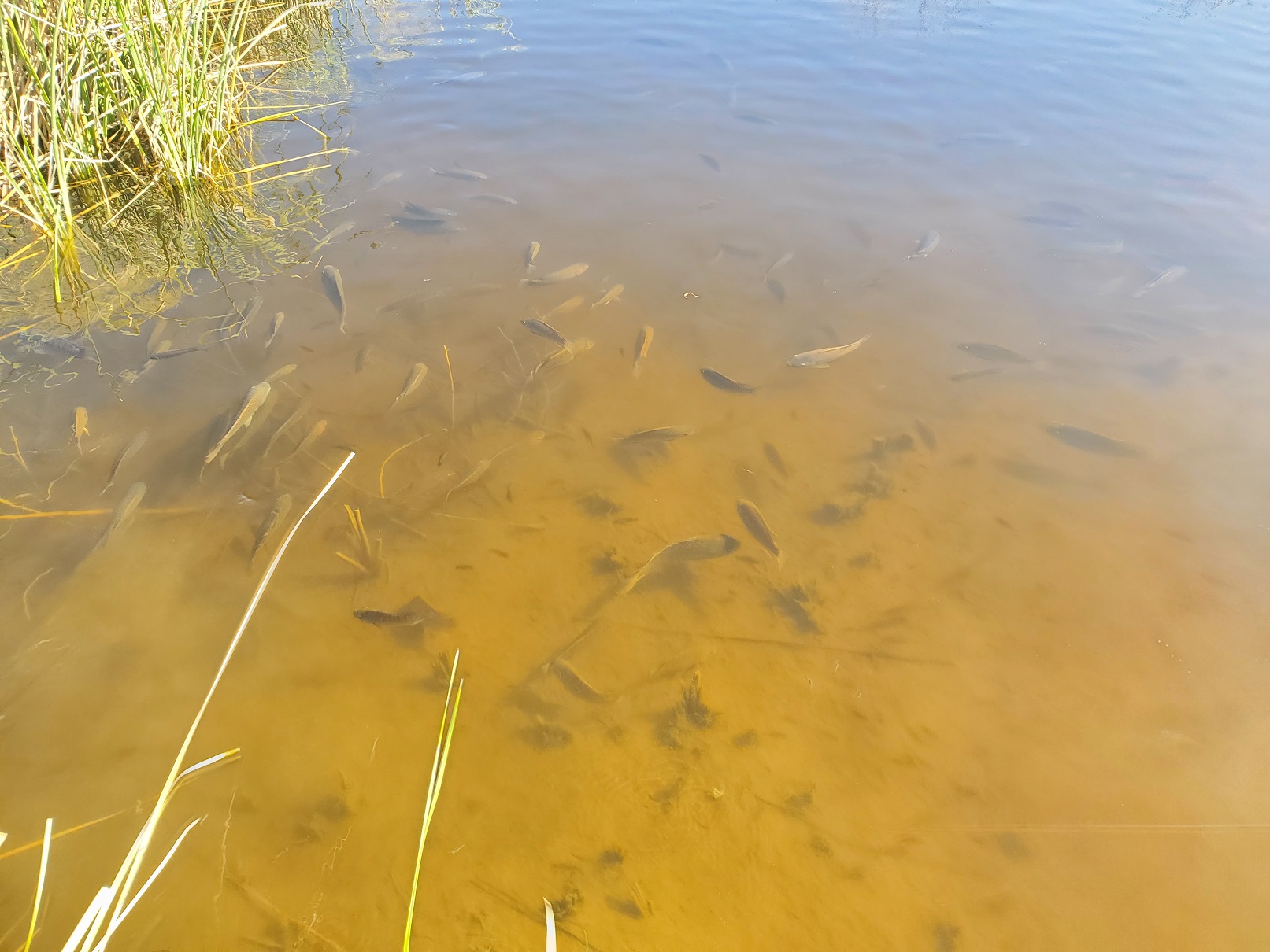 function stacking - fish in animal trough? (fish forum at permies)