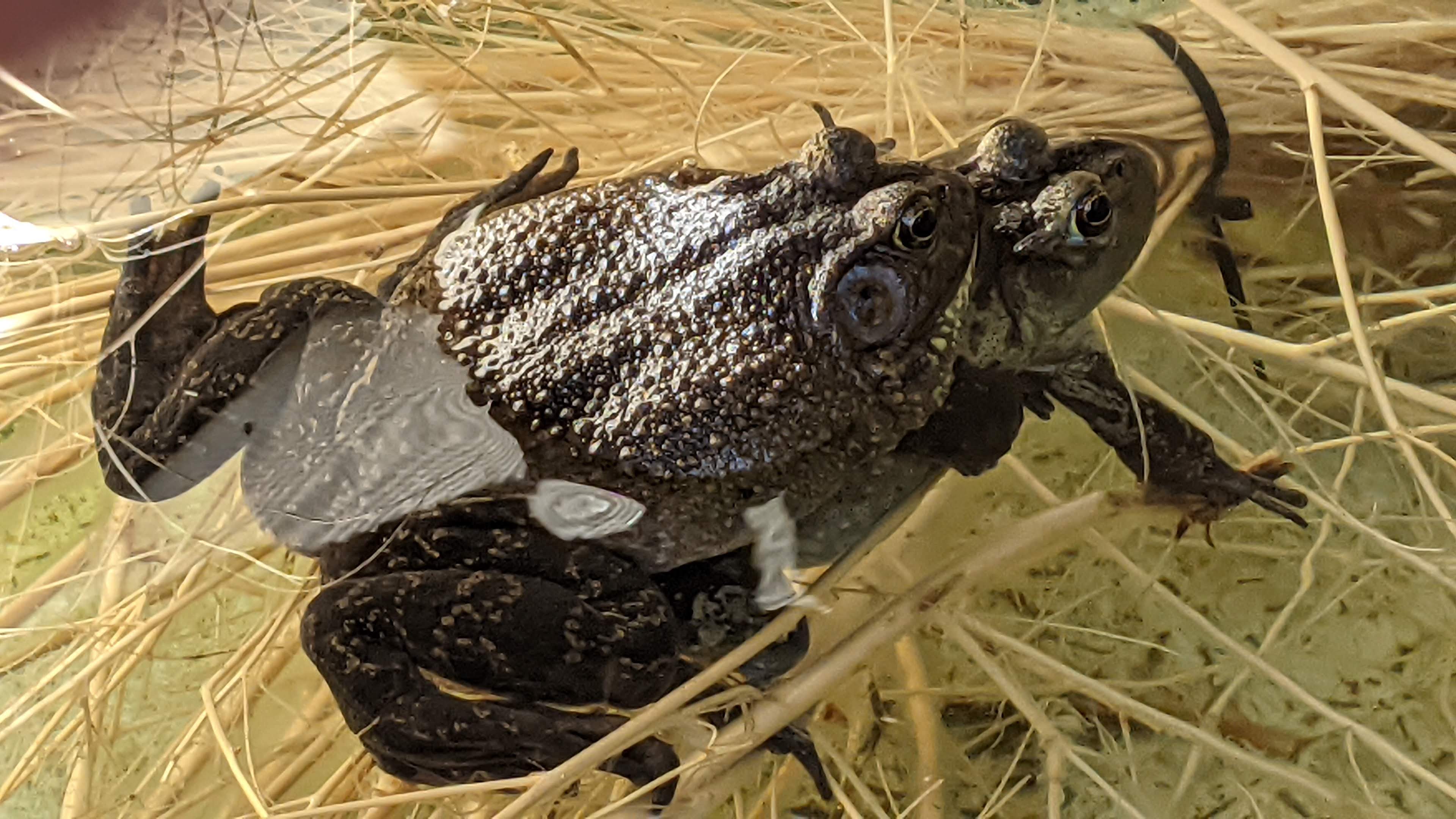 Anyone else fond of amphibians? (wildlife forum at permies)
