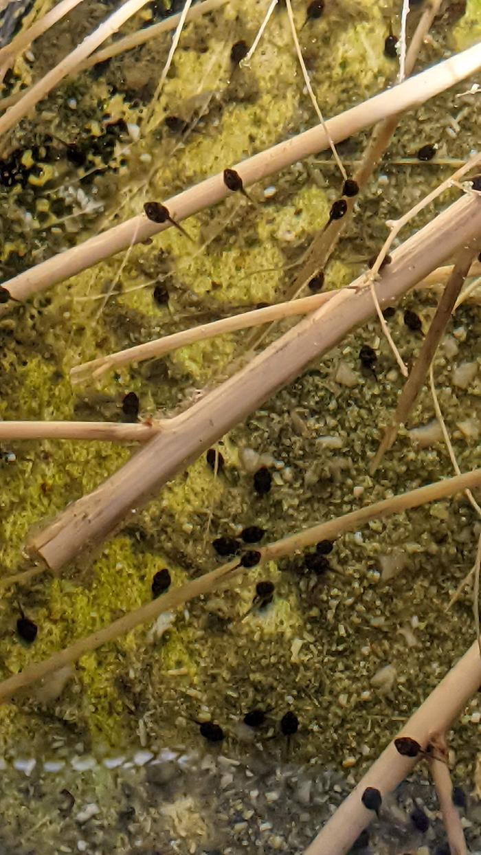 Anyone else fond of amphibians? (wildlife forum at permies)