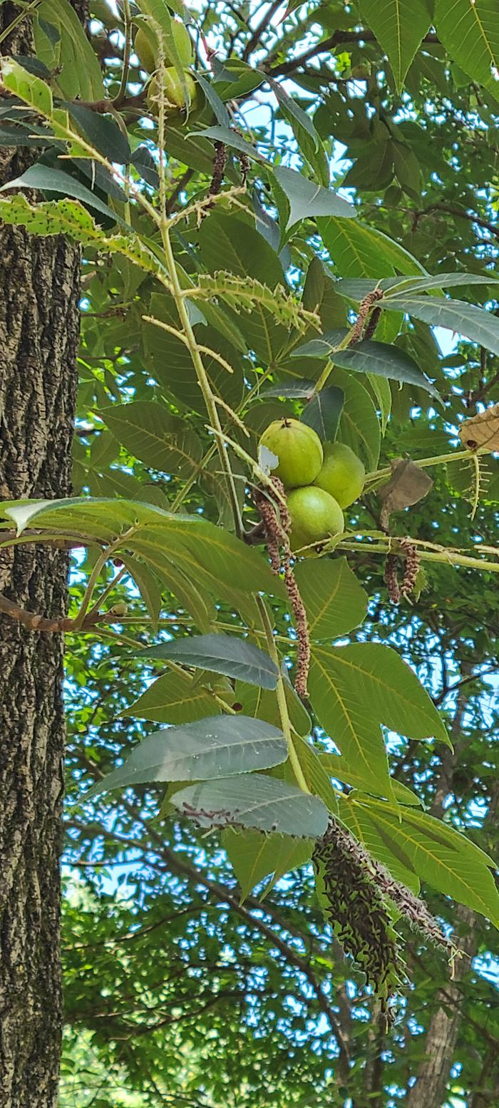 Plant / Tree ID (plants forum at permies)