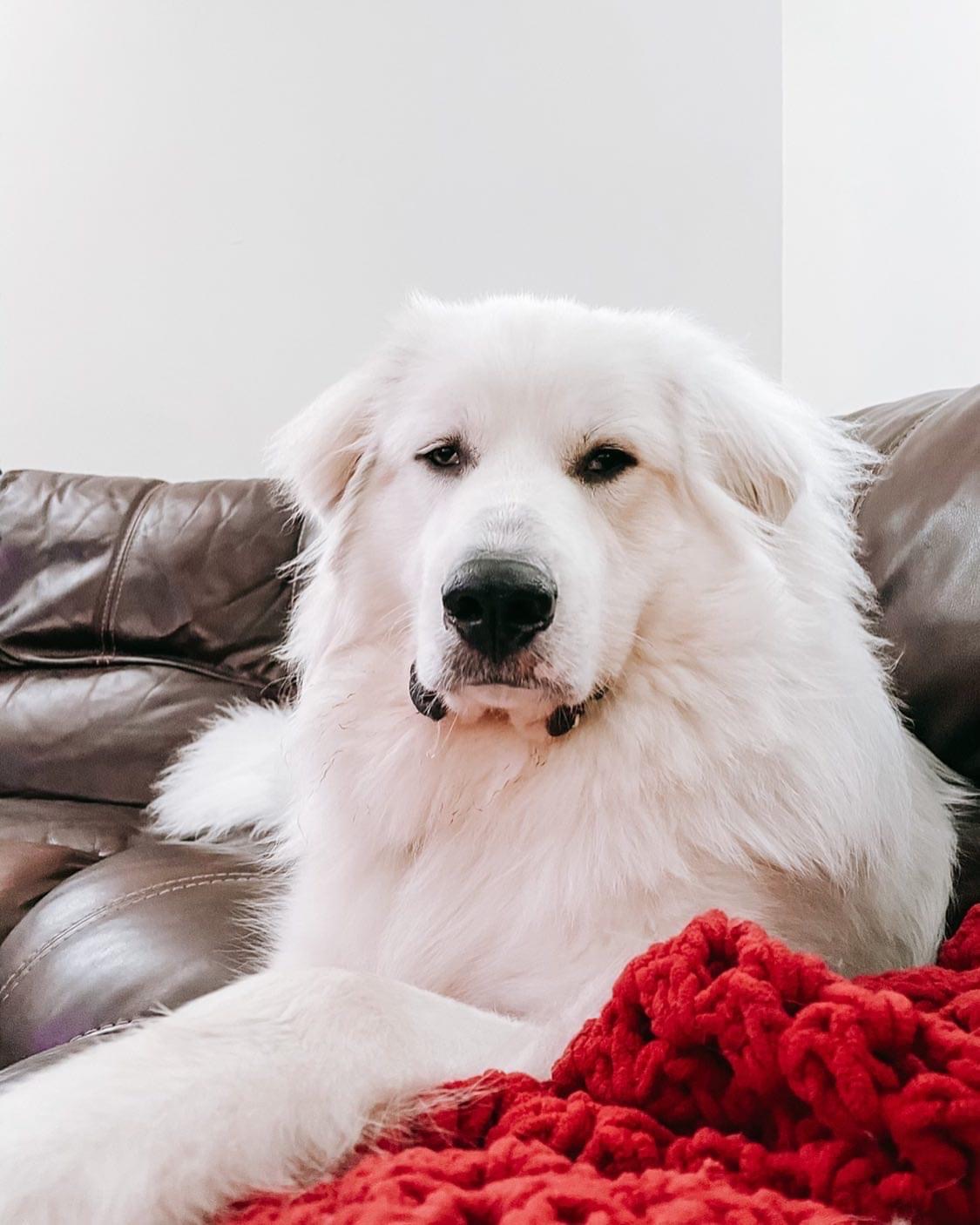 The (Un)Official Permie's Dog Picture Thread (dogs and cats forum at ...