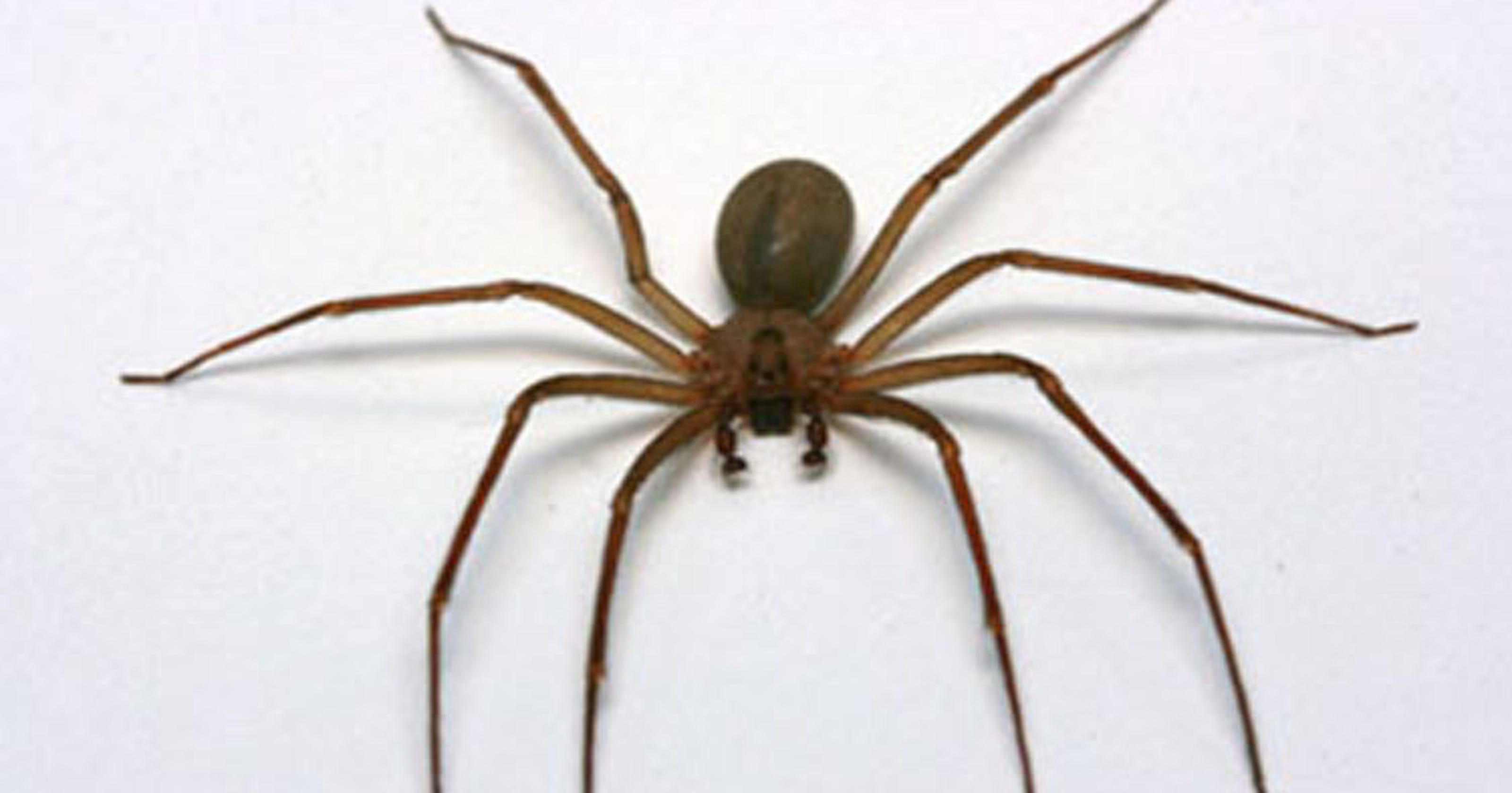 Brown Recluses Invading Beds (bugs forum at permies)