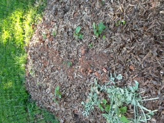 Sweet potatoes for food and ground cover (permaculture forum at permies)