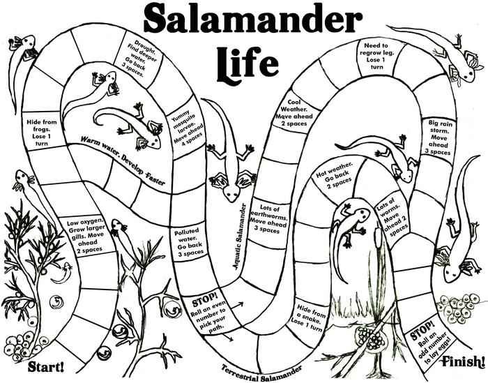 Salamander Life Cycle board game (homeschooling forum at permies)