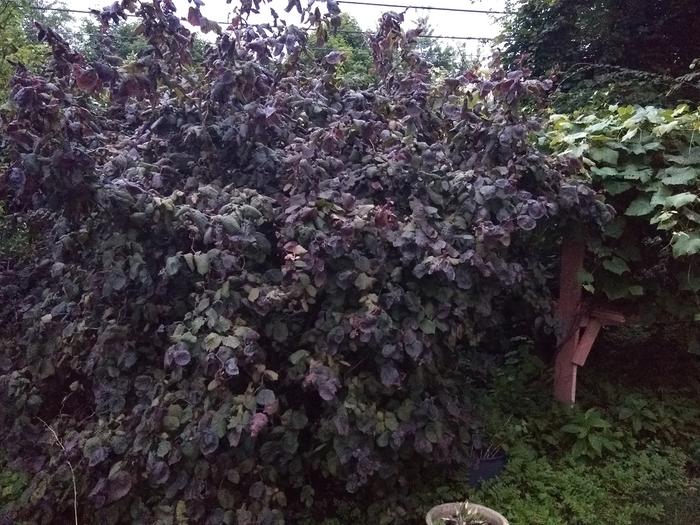 Purple hybrid hazelnut seedling (trees forum at permies)