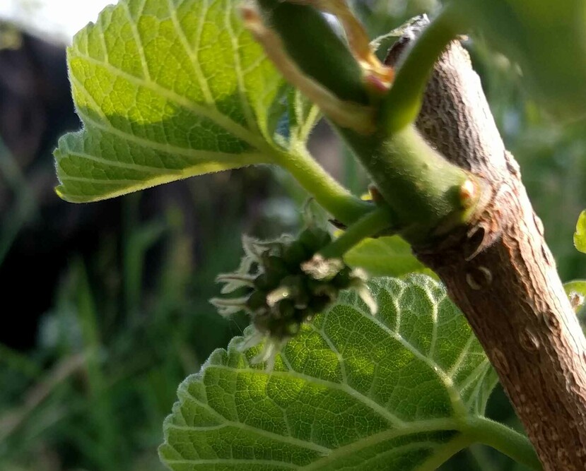 Mulberry tree (fruit-trees forum at permies)