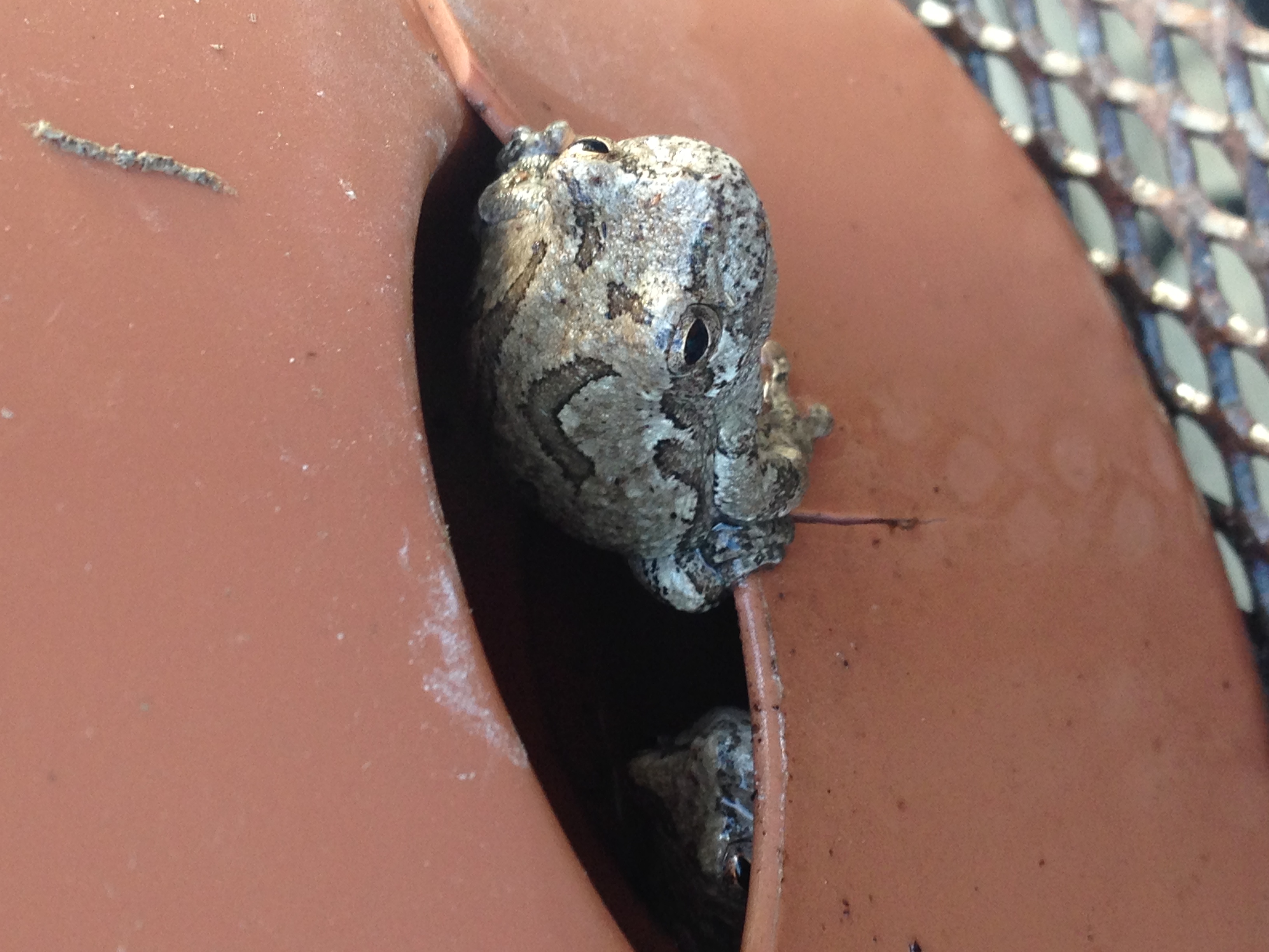 Frog hotel (wildlife forum at permies)