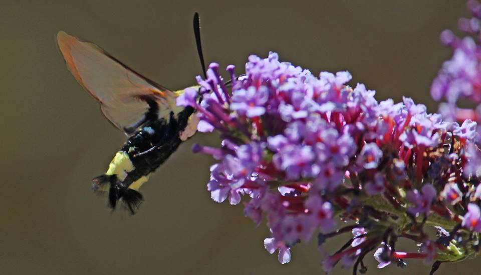 Is this a bee? Hummingbird Moth (pollinators forum at permies)