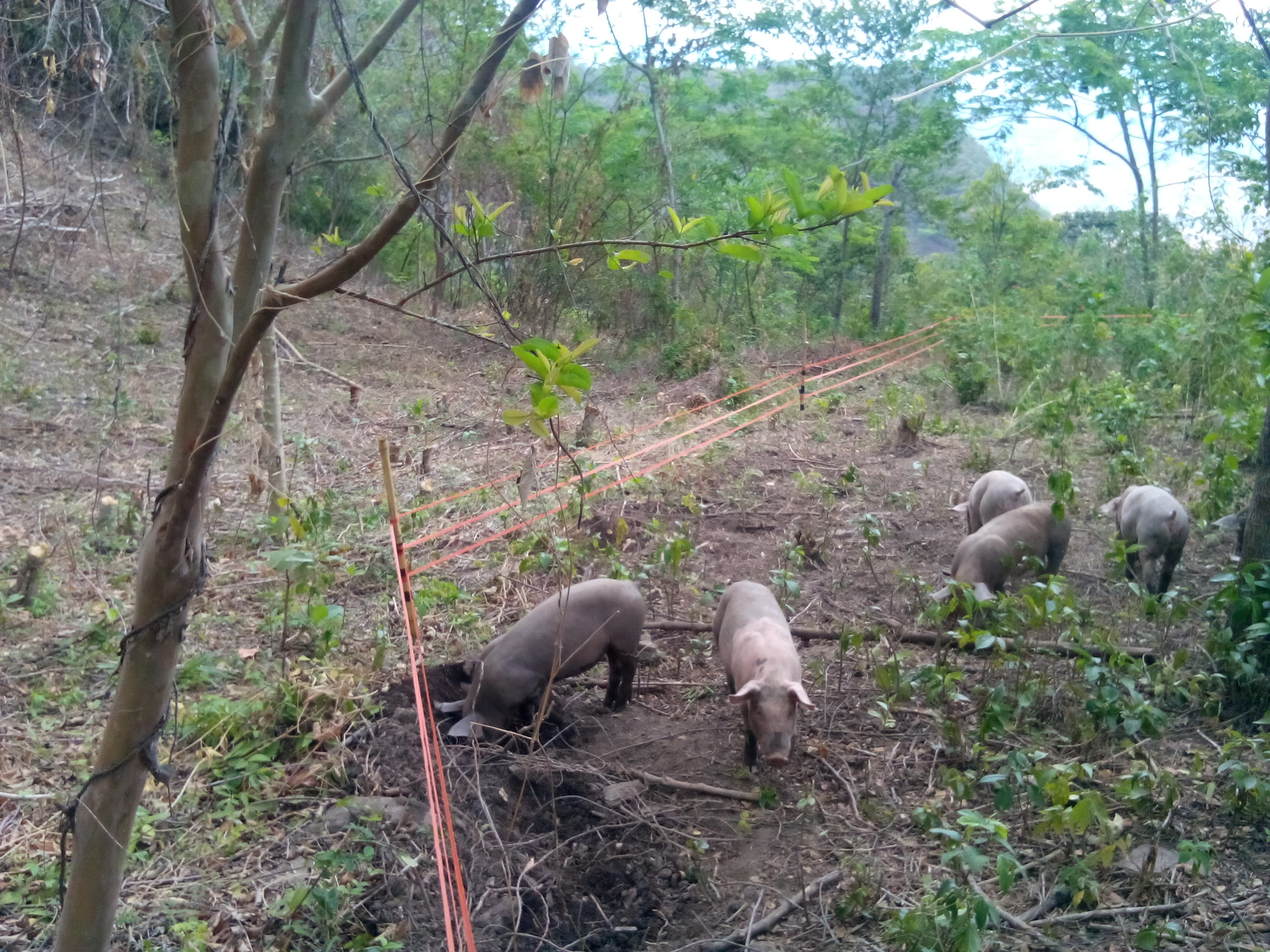 My Progress Gleying a Pond With Pigs (ponds forum at permies)