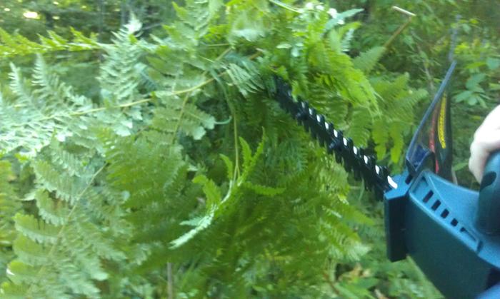 Bracken fern (goats forum at permies)
