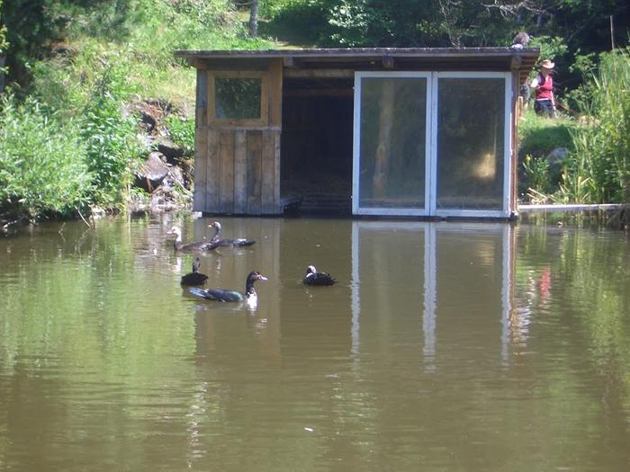predator proof duck/chicken house/pen? (chickens forum at permies)