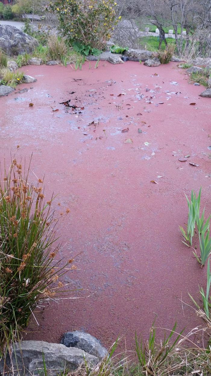 This weed has turned a pond red. (ponds forum at permies)
