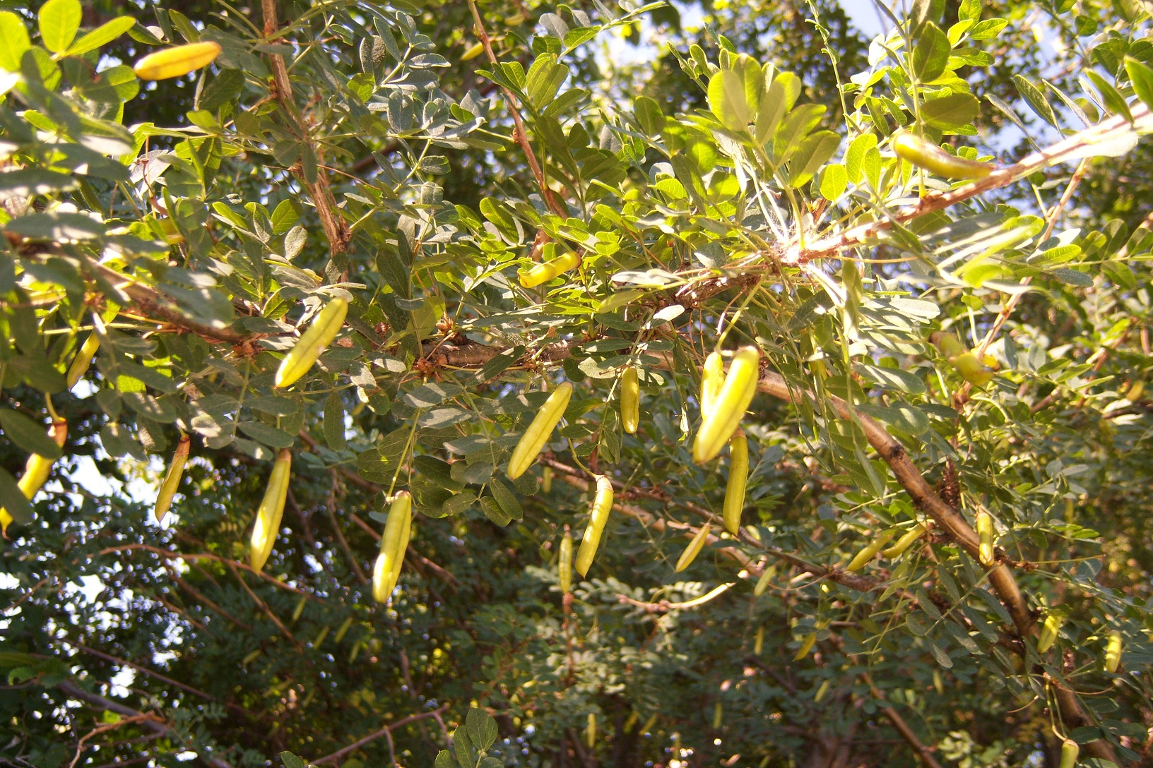 siberian pea tree shrub/tree seeds (plants forum at permies)