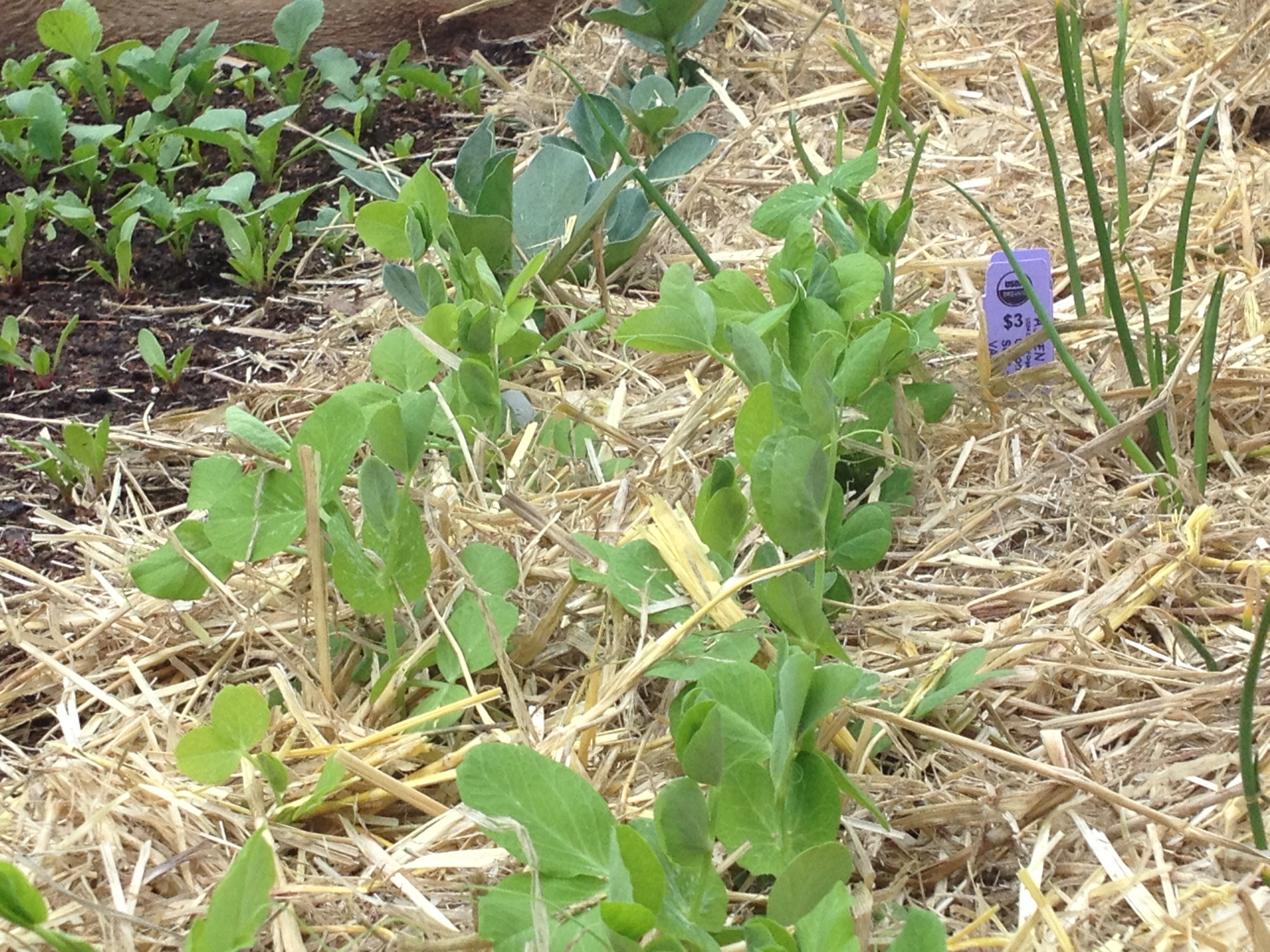 French snow pea help (gardening for beginners forum at permies)