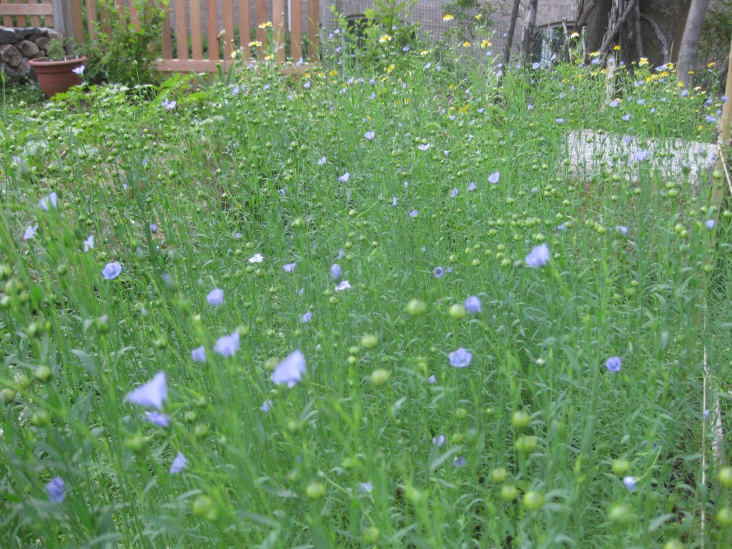 Linen Flax - Flax plant for spinning and weaving (plant fibers forum at ...